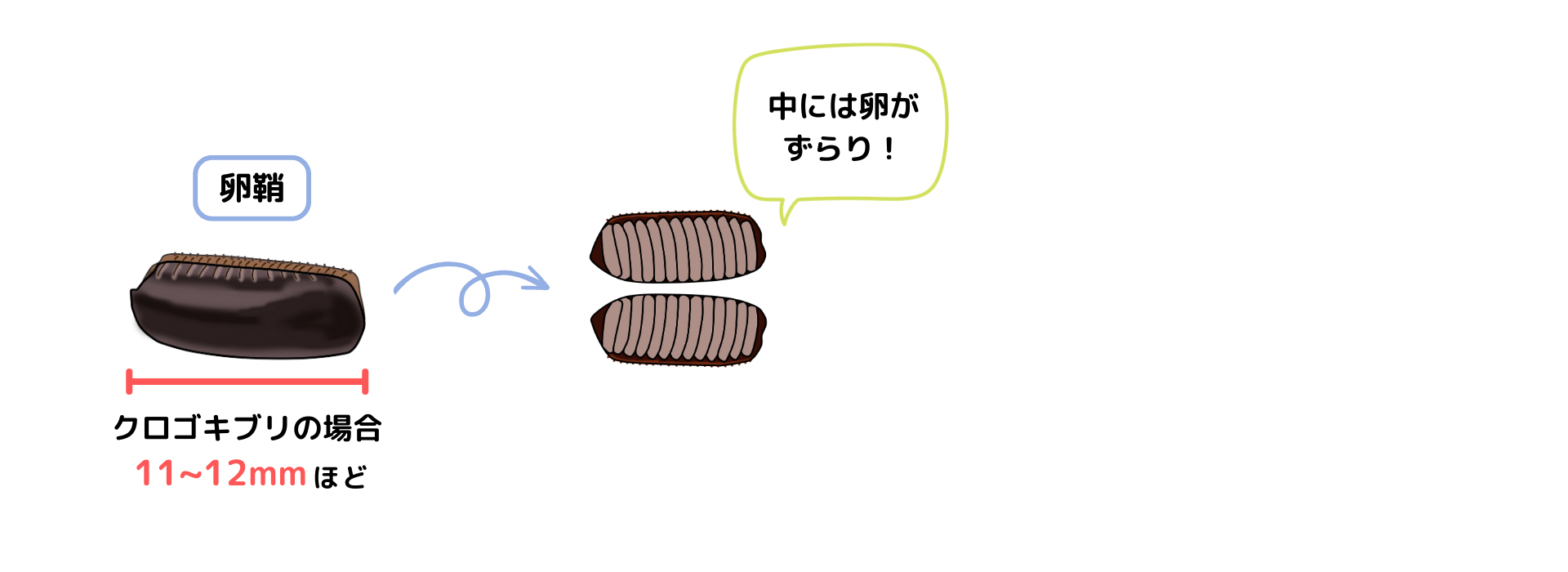 ゴキブリの雑学＆対策方法をご紹介！